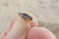 The Moon and stars are a compass for nocturnal animals – but light ...